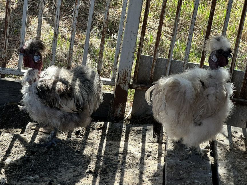 Петушки китайские шёлковые голошейные