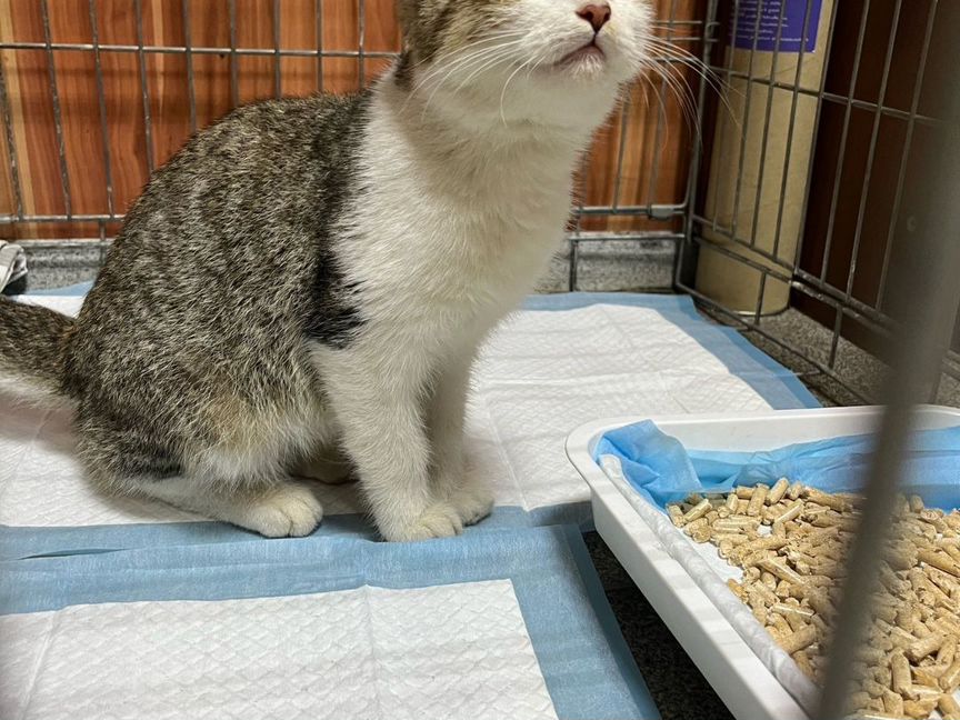 Котика бросили на помойке