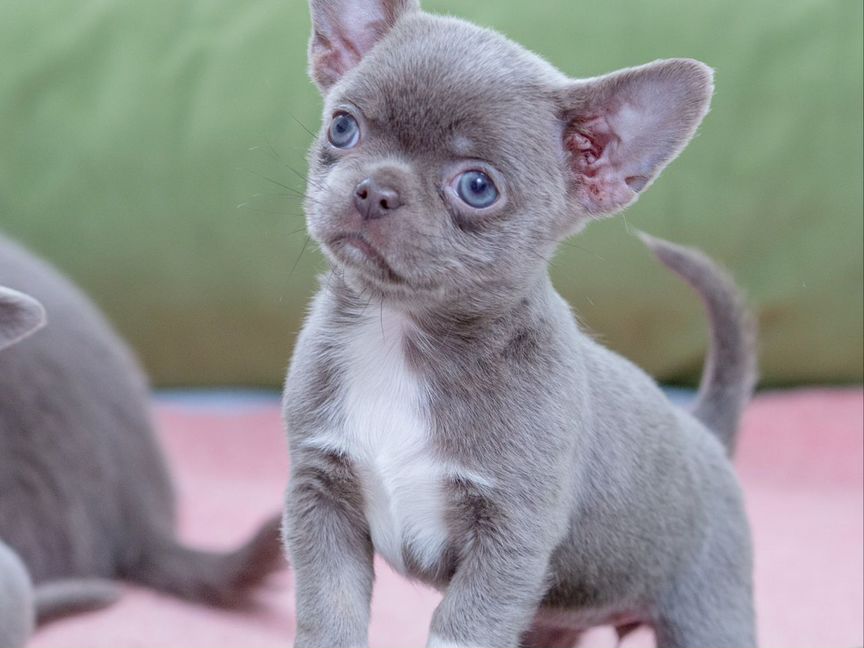 Мальчих щеночек чихуа Хуа