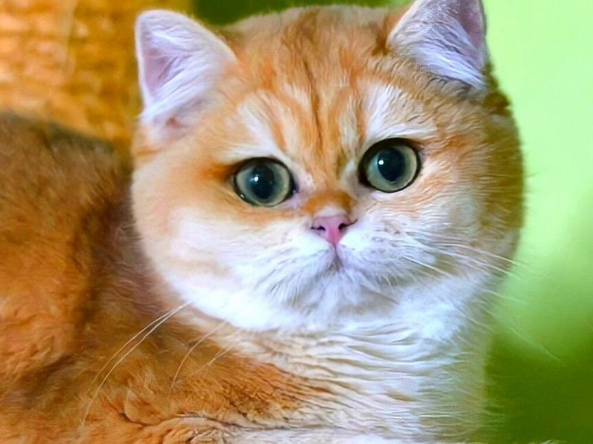 Британская девочка NY 12