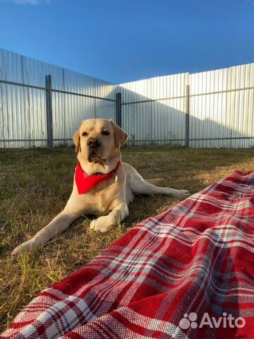 Лабрадор для вязки