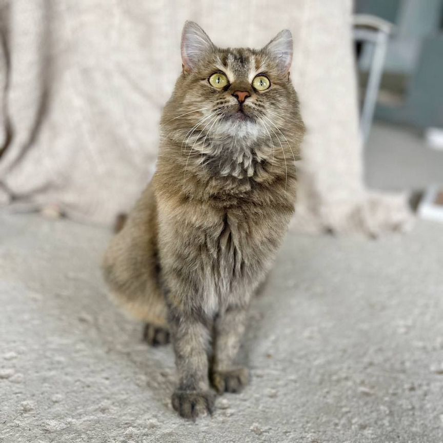 Каперс, девочка, 1,5 года