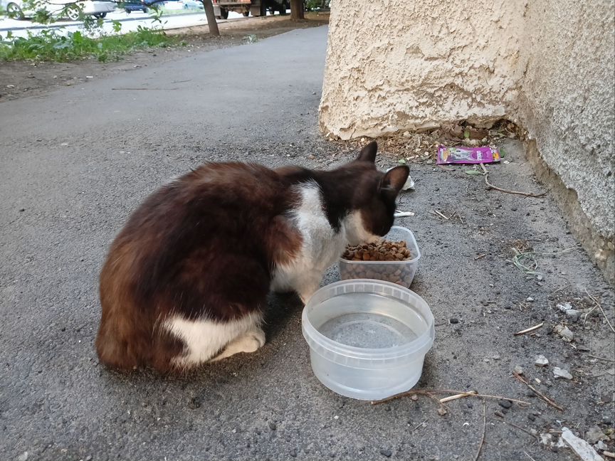 Котëнок