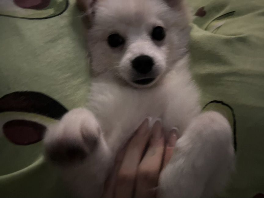 Померанский шпиц щенок девочка