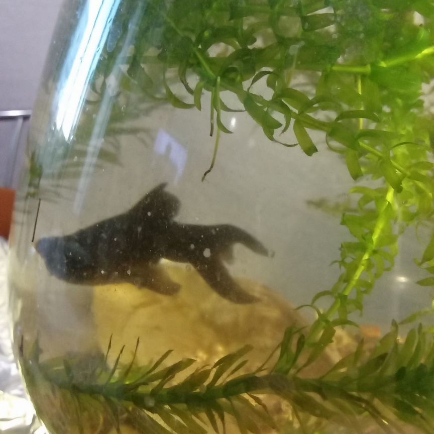 Подарю черного телескопа