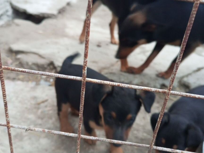 Щенки ягдтерьера