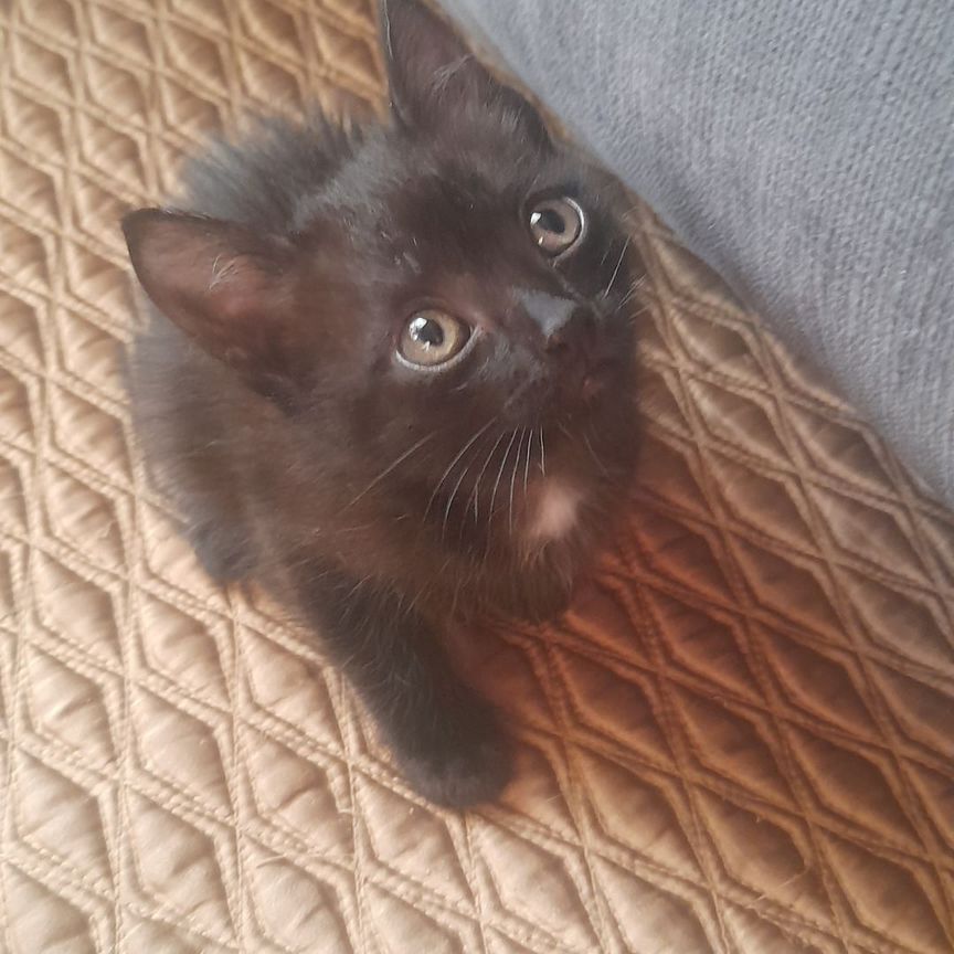 Отдам бесплатно котика