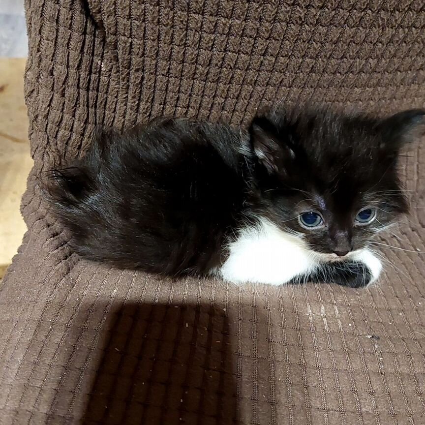 Котёнок в добрые руки