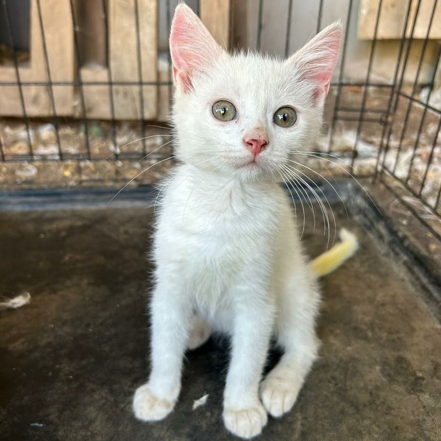 Котенок котята мальчик бесплатно