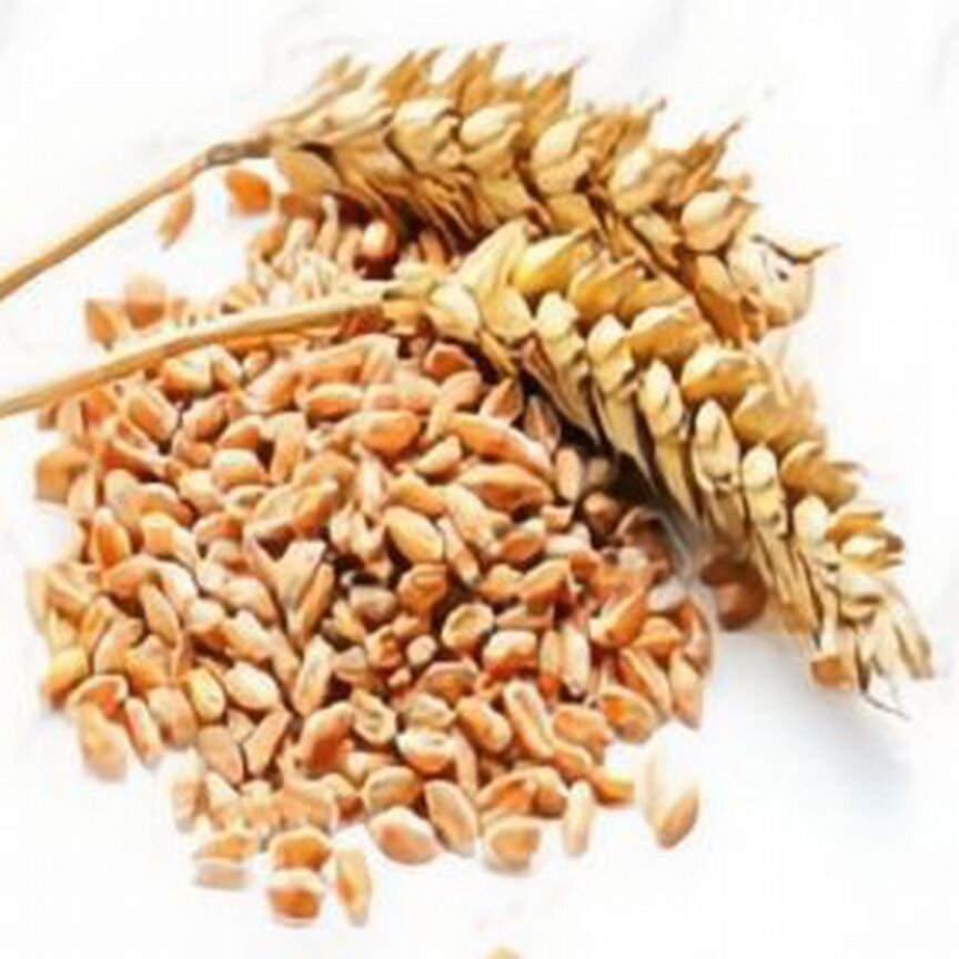 Зерно пшеница мягкая