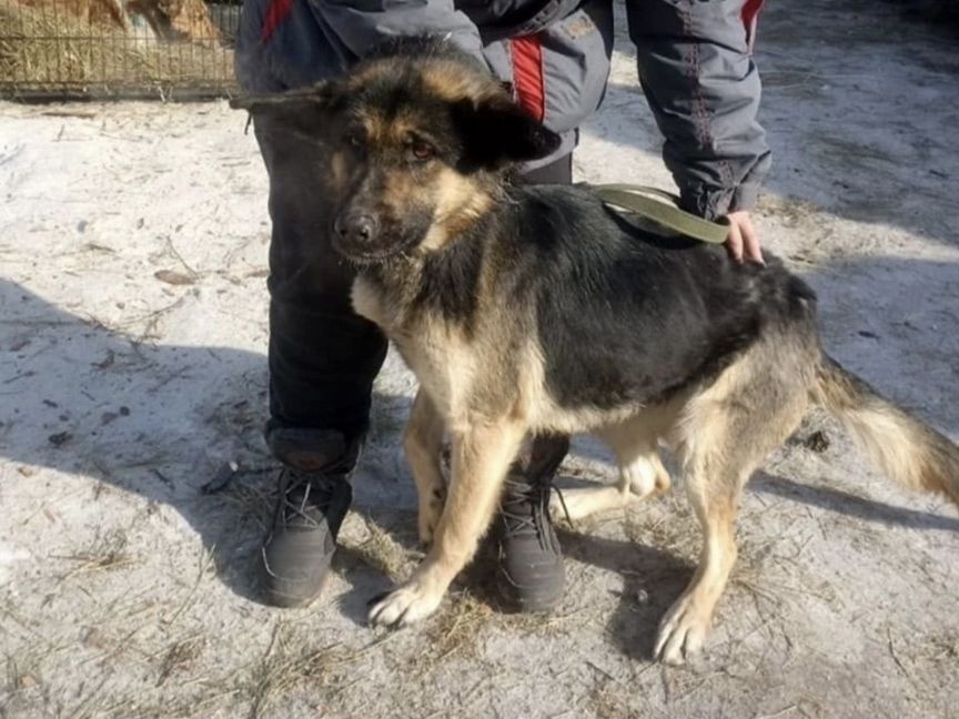 Собака в добрые руки