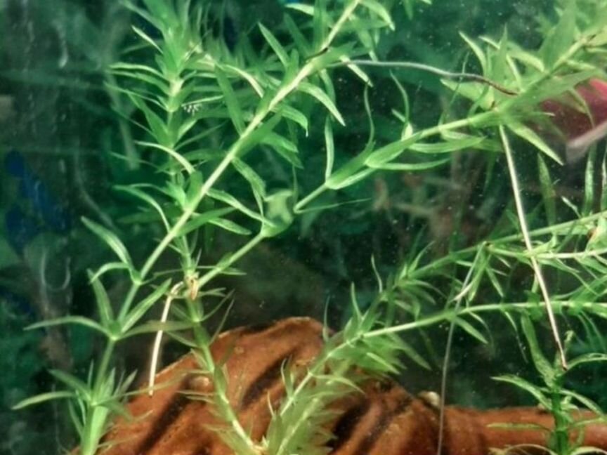 Аквариумное растение Элодея