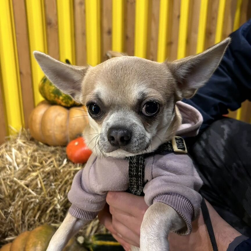 Вязка кобель чихуахуа