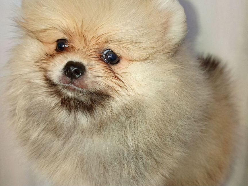 Щенок шпица мальчик