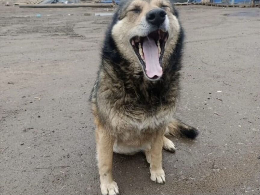 Собака живет на стройке