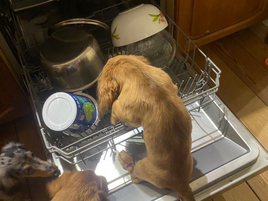 Щенки таксы длинношерстной миниатюра мрамор