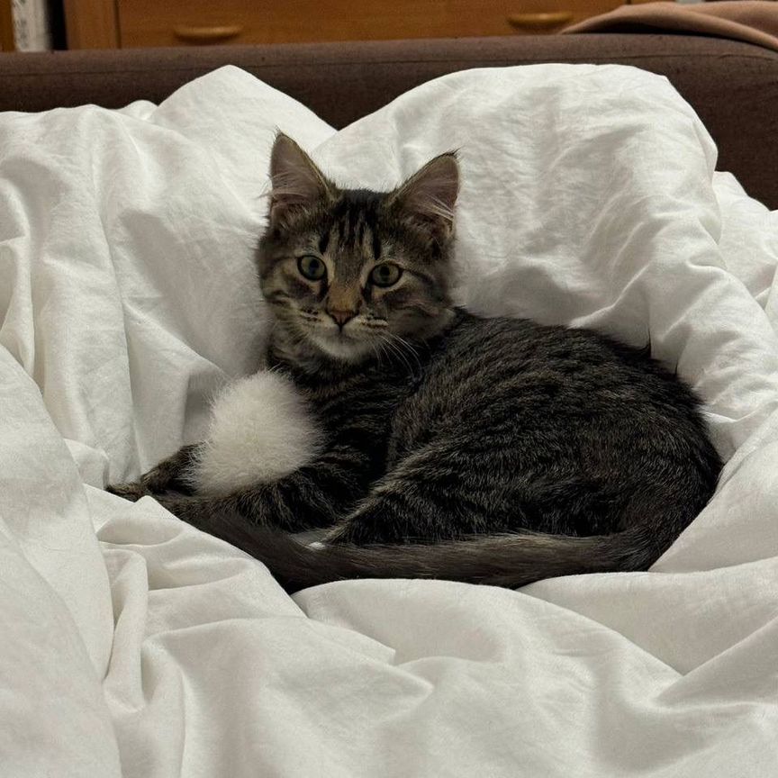 Котёнок в добрые руки