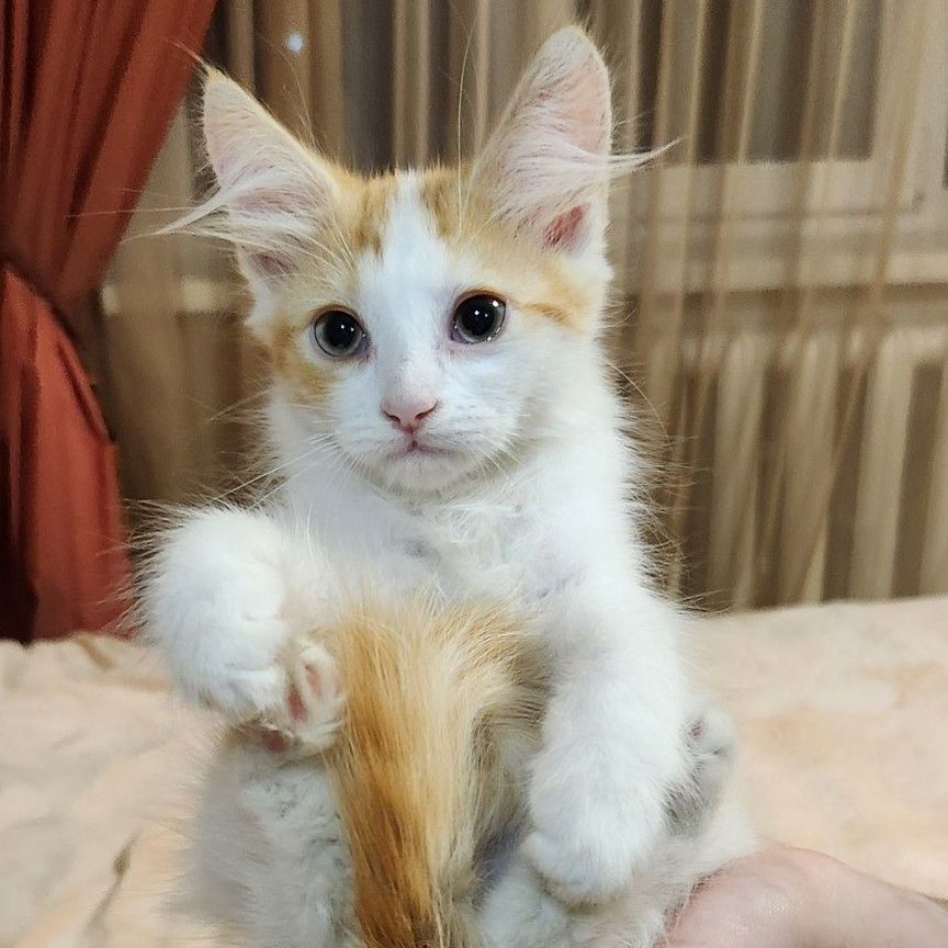 Красивый рыжик