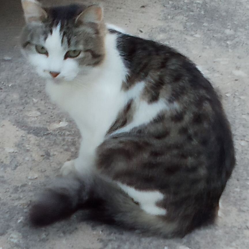 Кошечку с котёнком бросили
