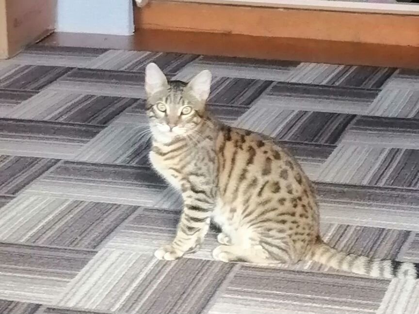 Отдам кота в хорошие руки