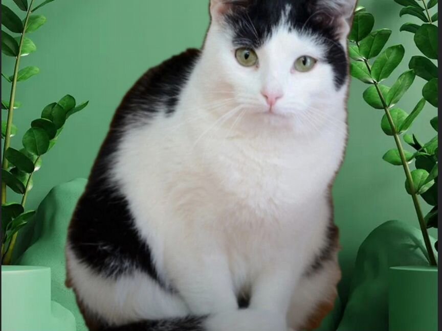 Кошка