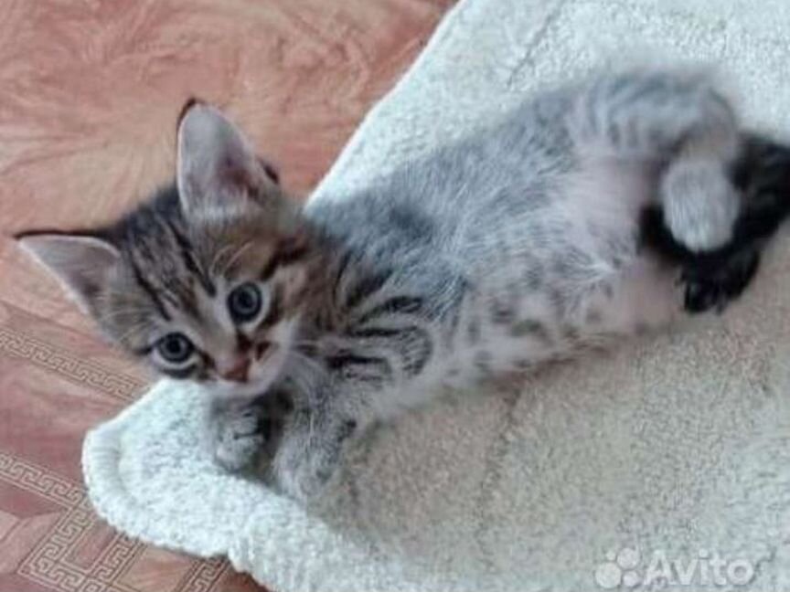 Котенок в добрые руки