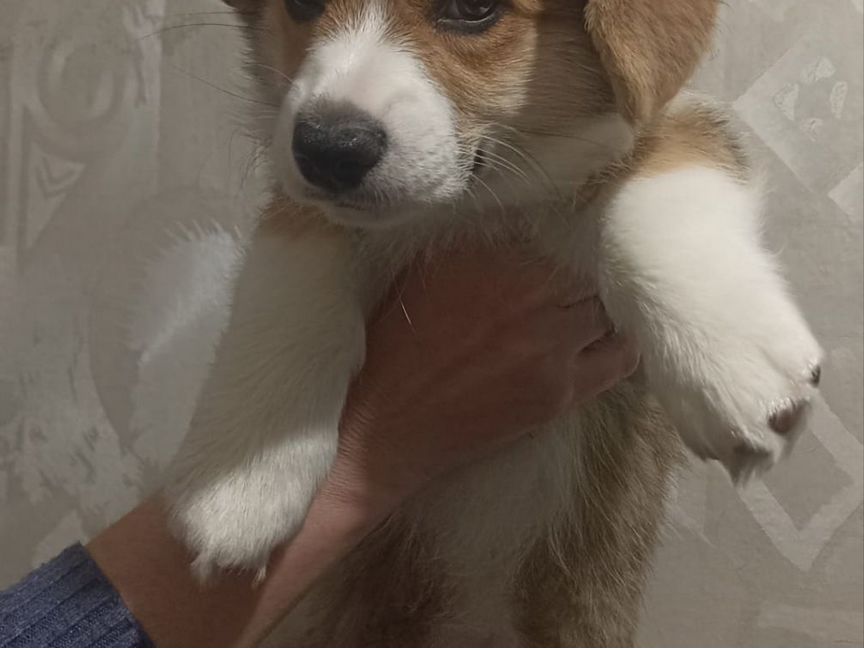 Щенки вельштерьера