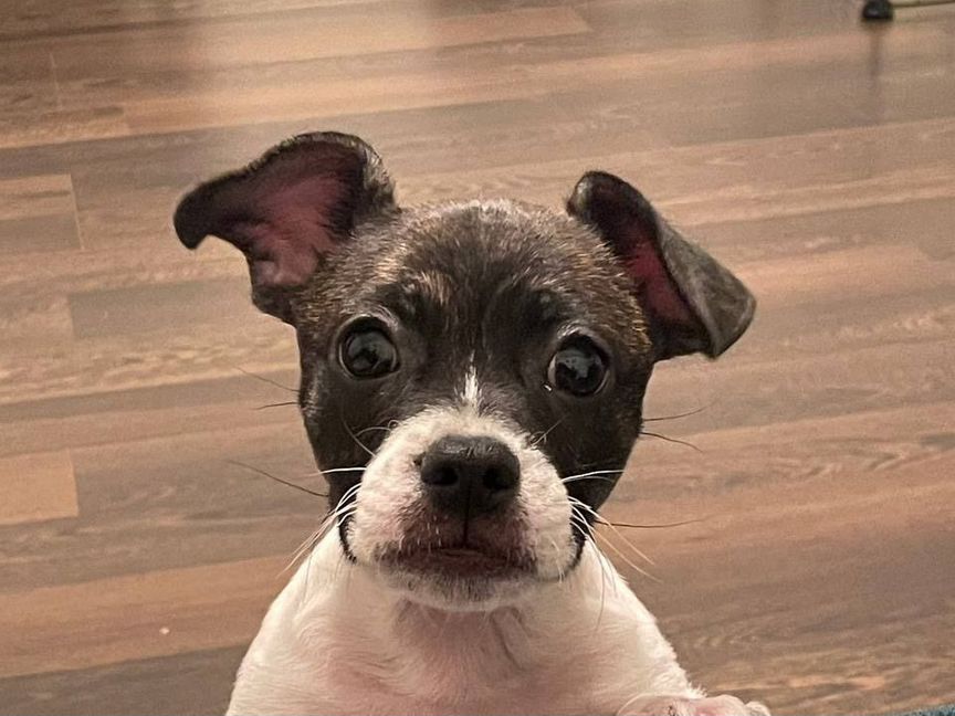 Щенок в добрые руки