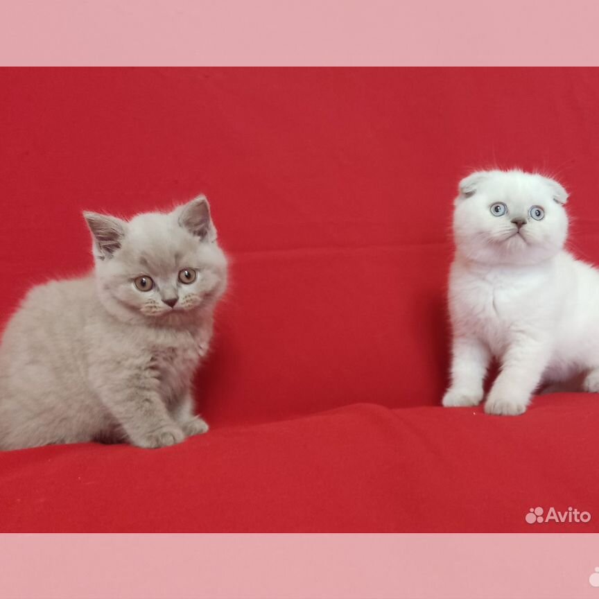 Лапусики шотландские