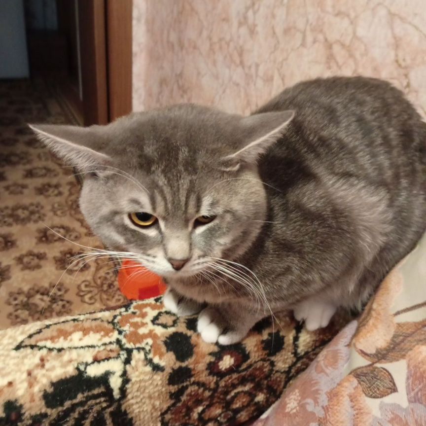 Кот в добрые руки