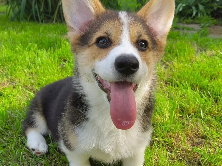 Вельш-корги пемброк мальчик