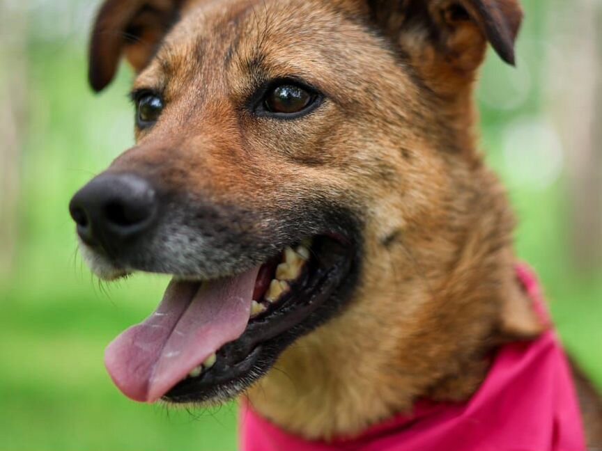 Скучает за решёткой в клетке