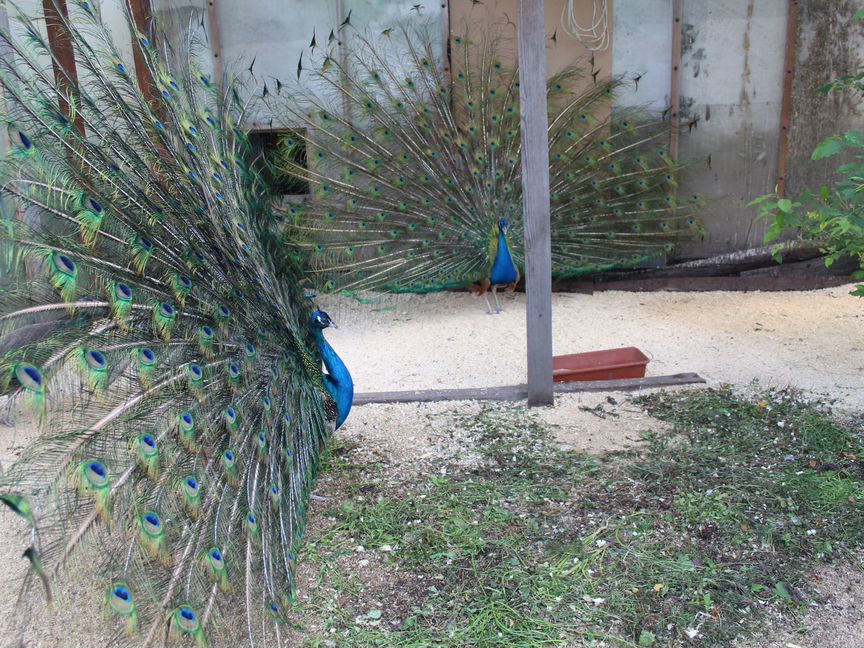 Индийские синие павлины