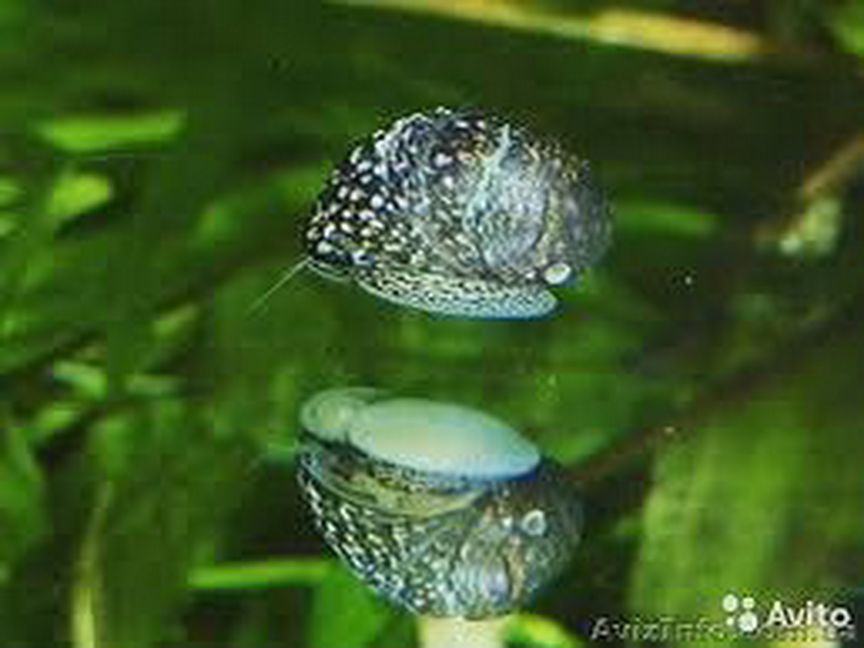 Теодоксус улитка