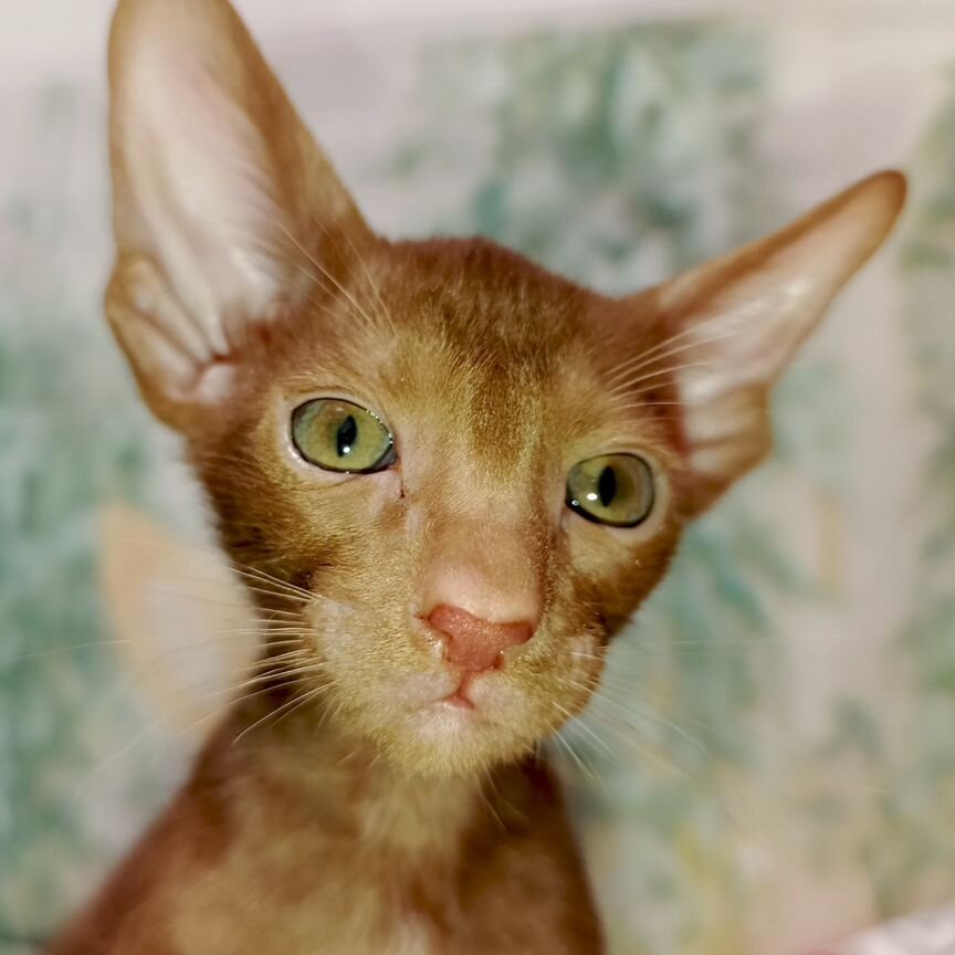 Серенгети котёнок