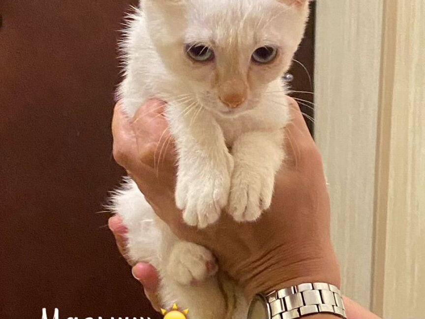Котята 3 месяца красивые и здоровые в добрые ручки
