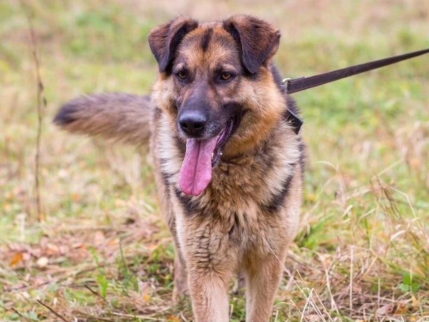 Собака в добрые руки