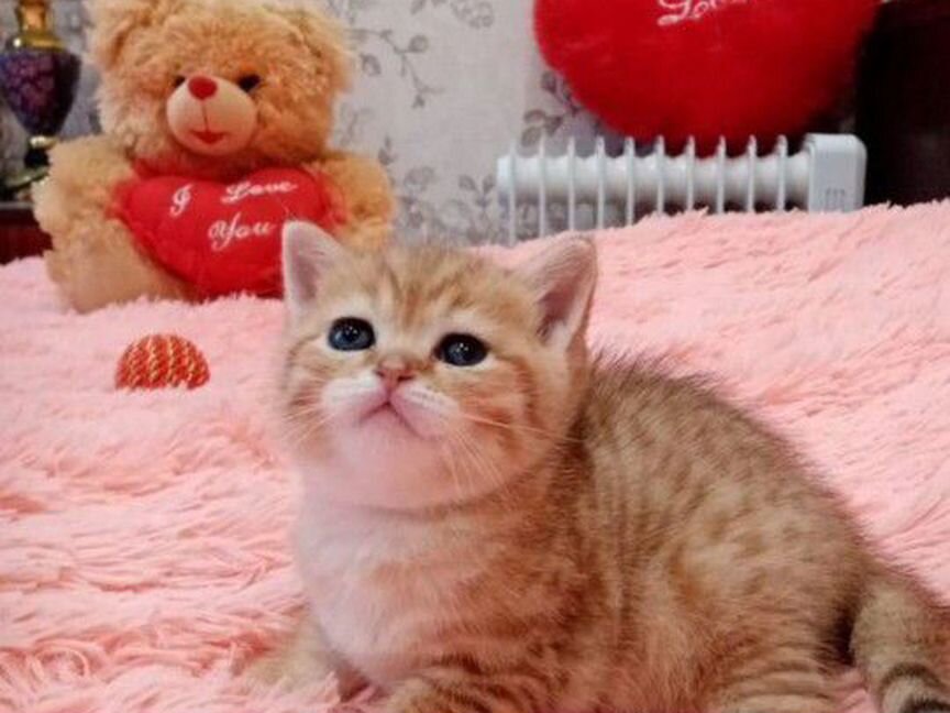 Шотландский золотой малыш