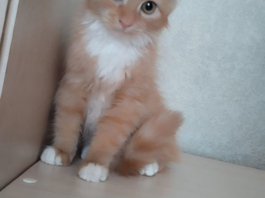 Бежевый и Рыжий котенок