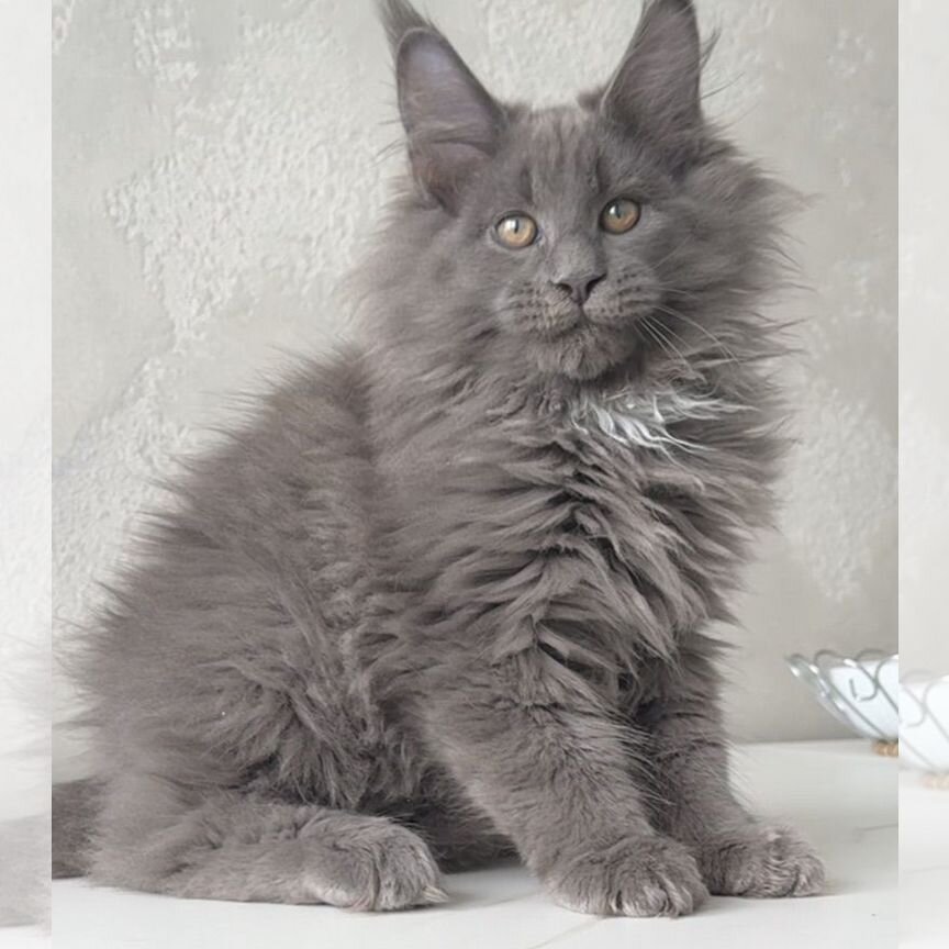 Мейн-кун котёнок