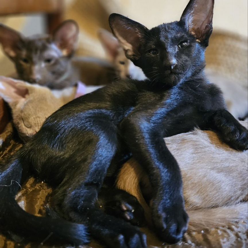 Ориентальный парень