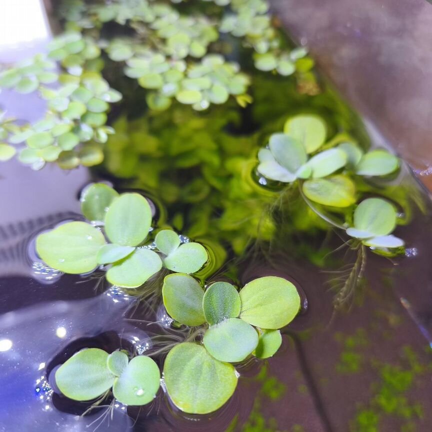 Растения верхоплавки для аквариума