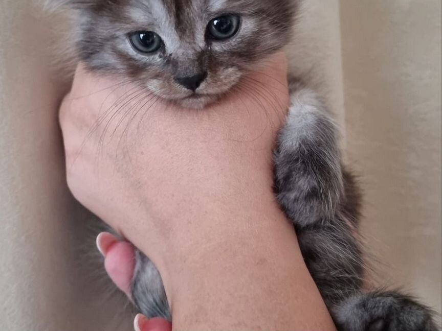 Кошки породистые