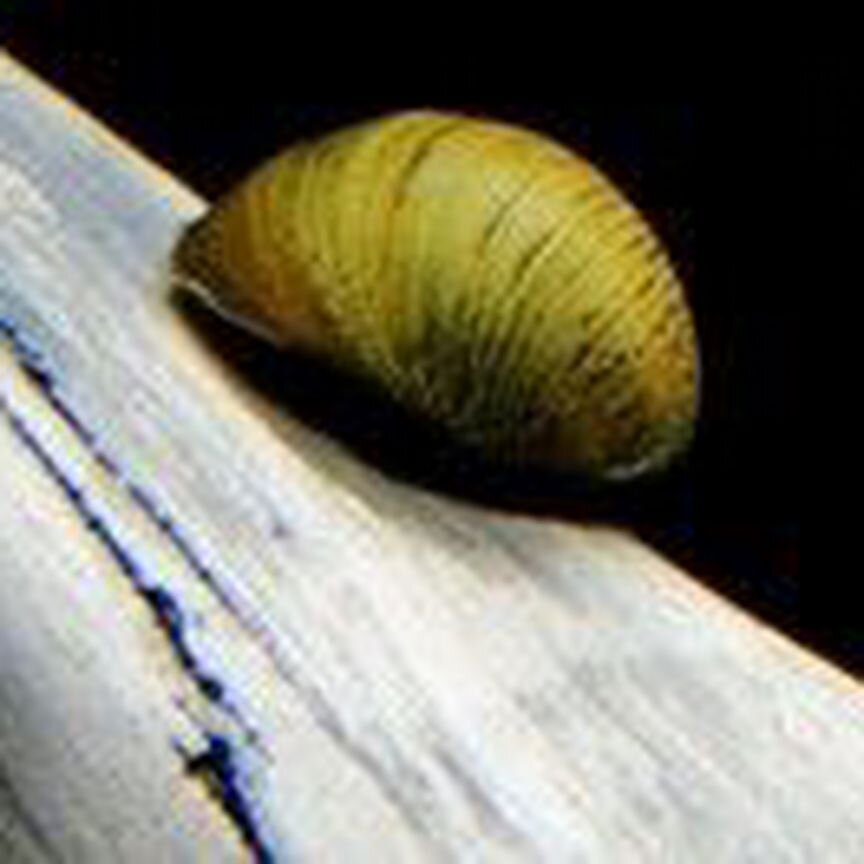 Улитка каска неретина