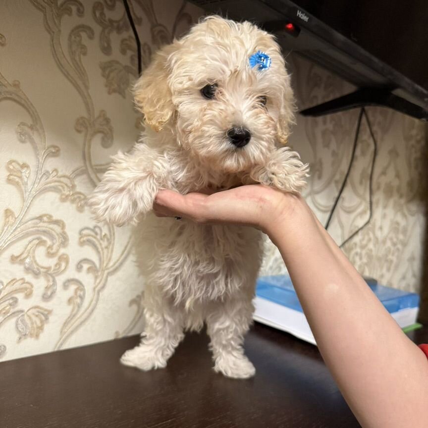 Щенки мальтипу