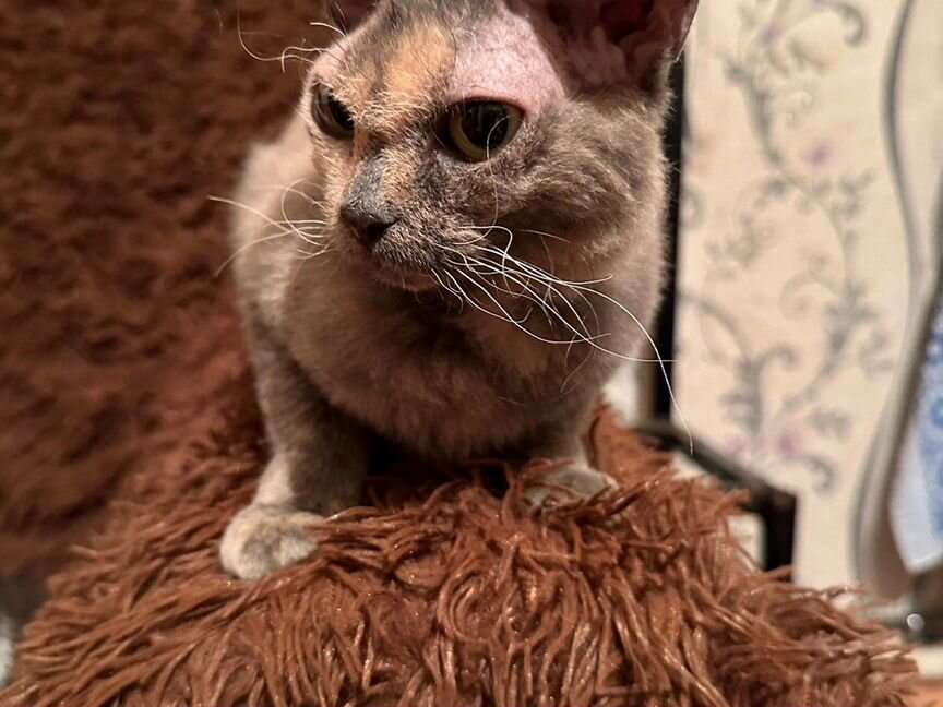 Кошка сфинкс бесплатно