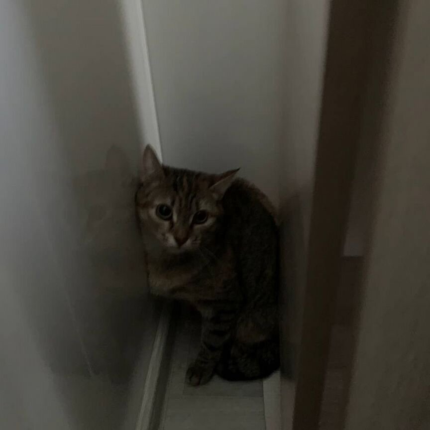 Кошка
