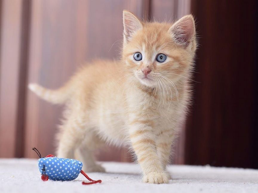 Рыжий очаровательный котенок Мила в добрые руки