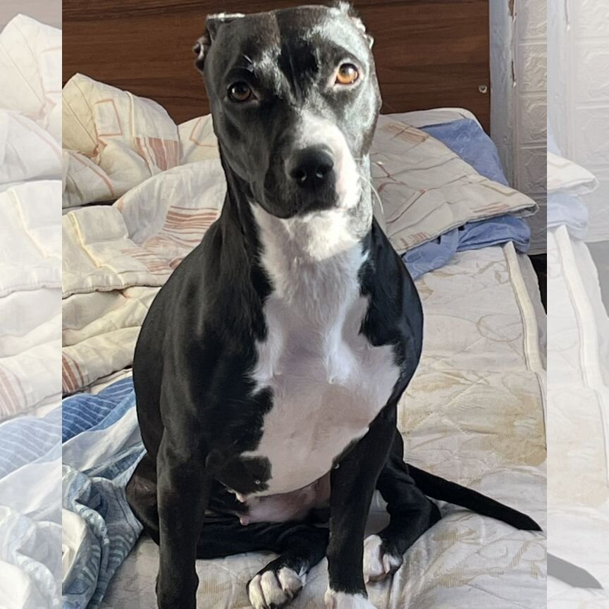 Американский стаффордширский терьер, взрослая собака