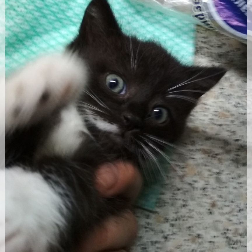 Котёнок (кошечка) бесплатно